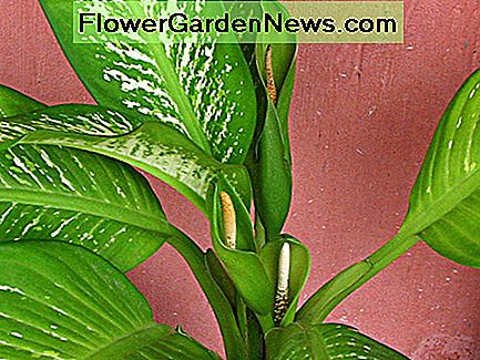 Cómo propagar una planta de Dieffenbachia usando esquejes 🌹 Consejos ...
