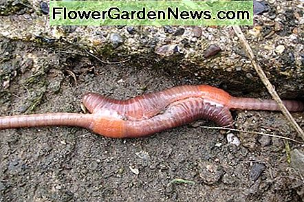Livssyklus av Røde Wiggler ormer eller Eisenia Foetida og stadier 🌹 ...