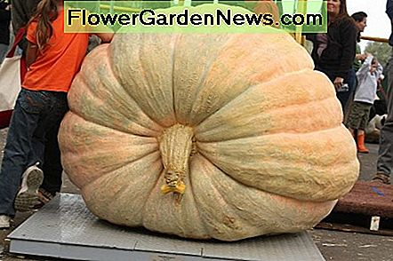 Cómo hacer crecer calabazas gigantes 🌹 Consejos Útiles Jardineros Y ...