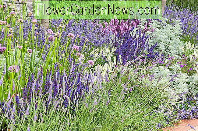 Ein Blickfang mit Allium, Salvia und Lavendel 🌹 Nützliche Tipps Gärtner ... Ein Blickfang mit Allium, Salvia und Lavendel 🌹 Nützliche Tipps Gärtner ...