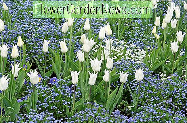 Una hermosa primavera Frontera Idea con Tulipanes Lily-Flowered 🌹 ...