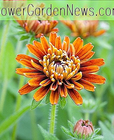 Rudbeckia hirta 'Cherokee Sunset' (Black-Eyed Susan) 🌹 Consejos Útiles ...