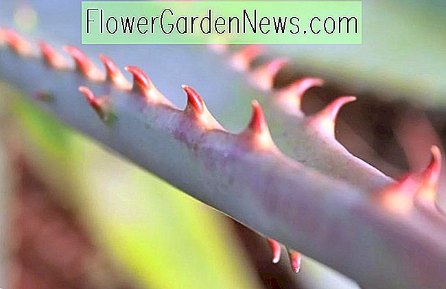Aloe ferox (Cap Aloe) 🌹 Conseils Utiles Jardiniers Et Jardiniers | 2025