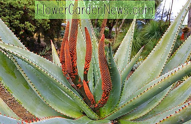 Aloe ferox (Cap Aloe) 🌹 Conseils Utiles Jardiniers Et Jardiniers | 2025