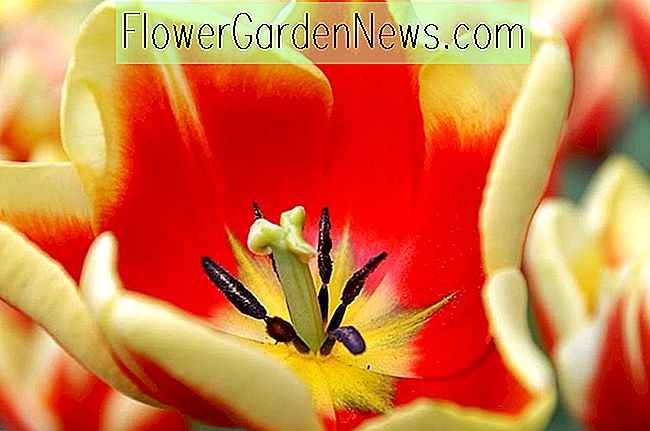 Tulipa 'Jan Seignette' (Triumph Tulpe) 🌹 Nützliche Tipps Gärtner Und ...