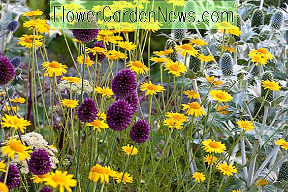 Anthemis tinctoria (Golden Marguerite) 🌹 Nyttige Tips Gartnere Og ...