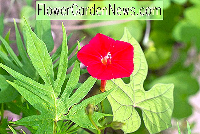 Ipomoea × sloteri (Escalador cardinal) 🌹 Consejos Útiles Jardineros Y ...