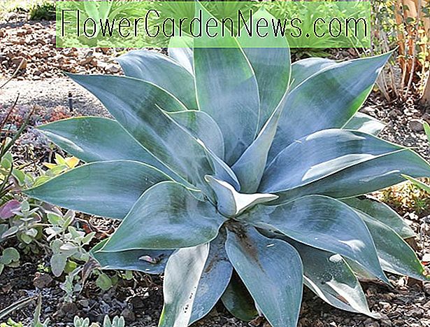 Agave attenuata 'Boutin Blue' (Fox Tail Agave) 🌹 Consejos Útiles ...
