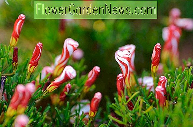 Oxalis versicolor (Candy Cane Sorrel) 🌹 Nuttige Tips Hoveniers En ...